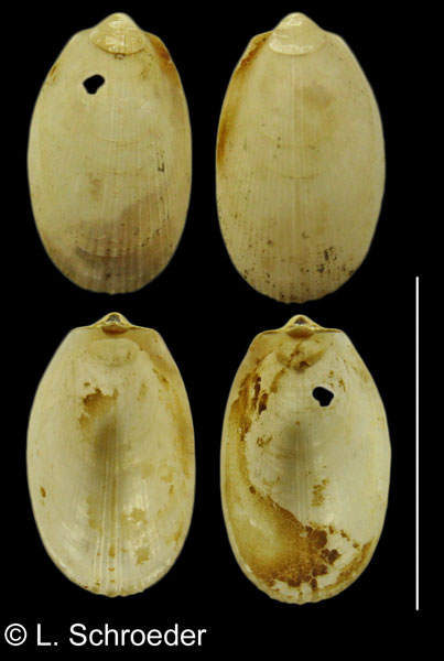 Bivalves - Limidae, Ostreidae, Anomiidae